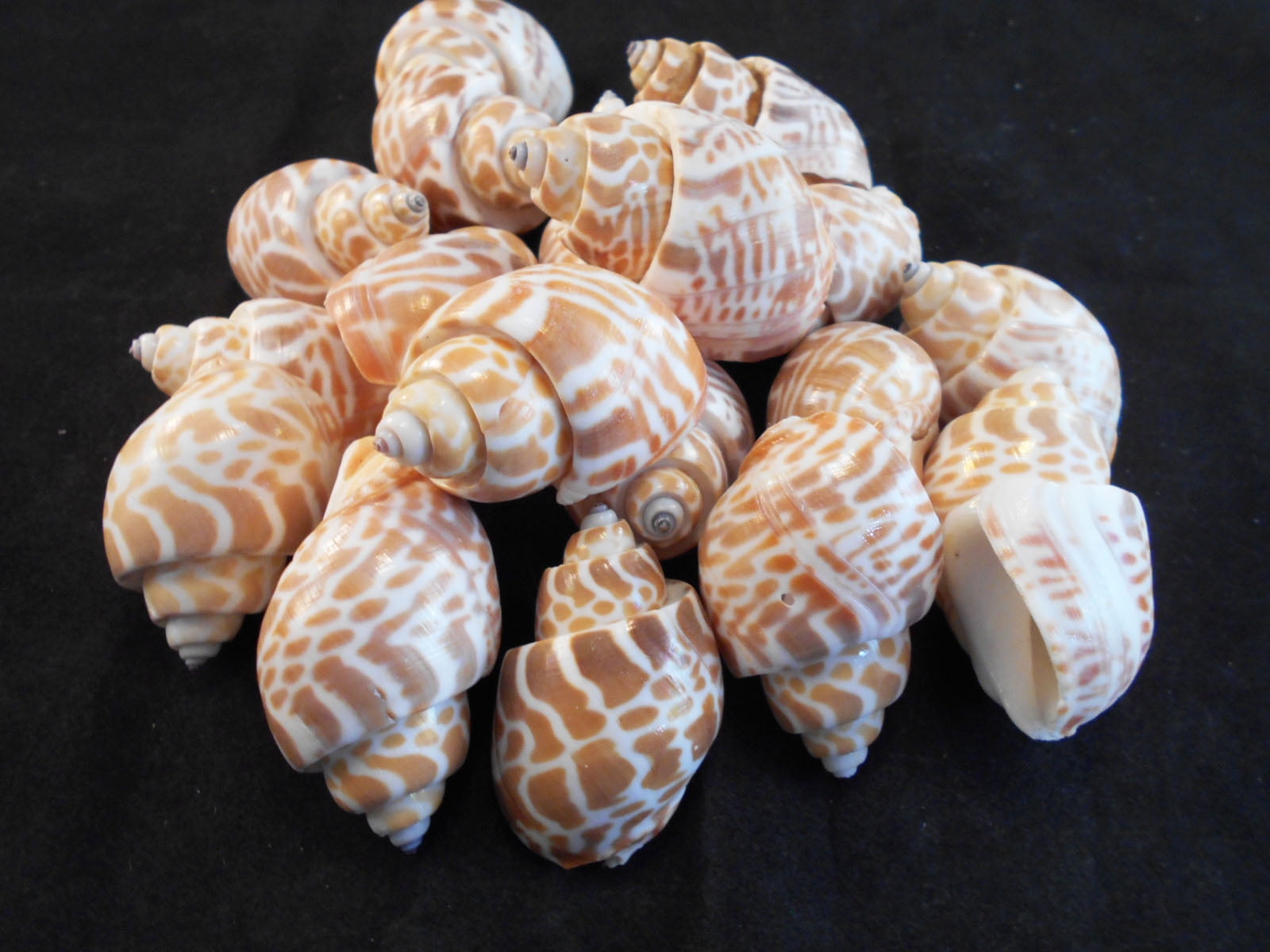 24 Select Babylonia Spirata Shells Seashells 1" - 1 1/2" Shellcraft ...