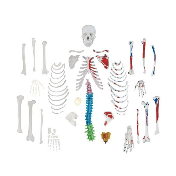 Isaac Technologies IC-B10247 Total Disarticulated Skeleton | 5 Color ...