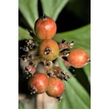 Seedville USA 15 Western Bunchberry Seeds, Alaskan Dogwood, White ...