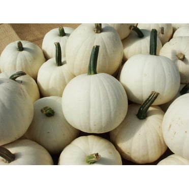 Silver Edge Pumpkin Seeds for Planting (10 Seeds) - Exotic Striped ...