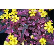 Vulcan Red Cardinal Perennial Live Plant - Lobelia - Very Hardy - Quart ...