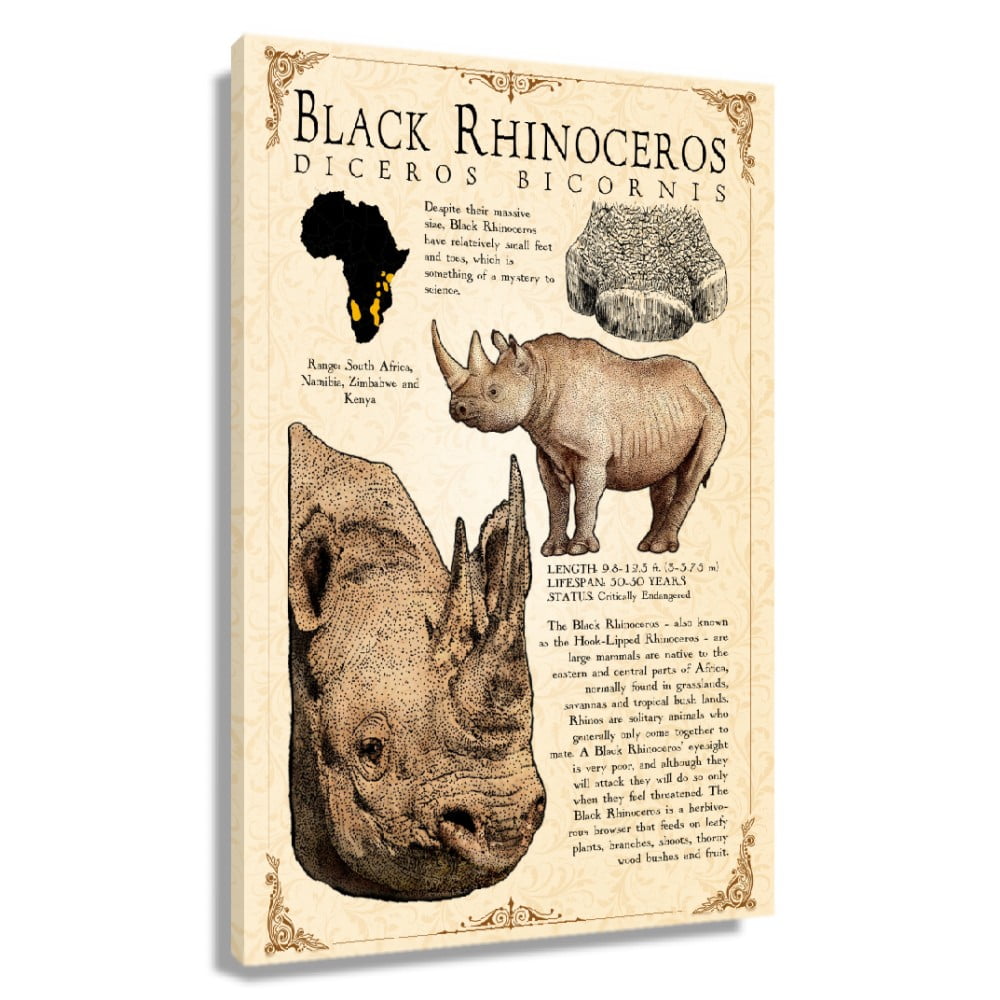 Black Rhinoceros Wall Art Knowledge Poster Educational Wall Art Vintage ...