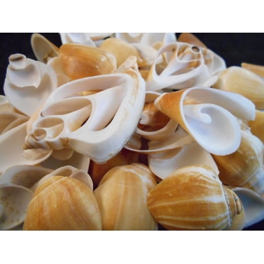 4 oz (1 Cup) Tiny Indian Ocean Shells Mix Mini Shells 1/4" Seashells ...