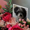 3drose, Black White Dog, 1 Greeting Card with Envelope - Walmart.com