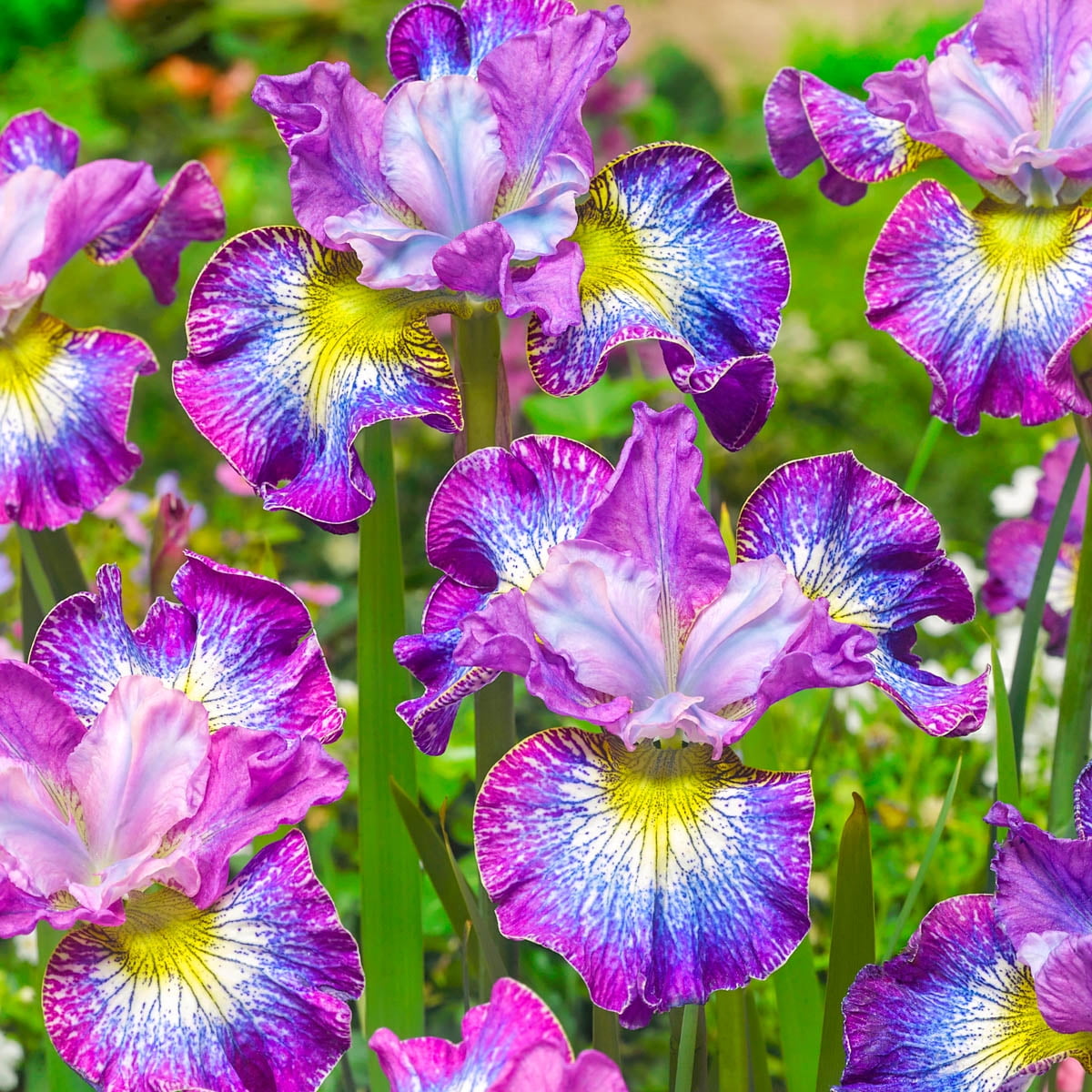 How Audacious Siberian Iris Dormant Bare Root Perennial Plants, 3-Pack ...