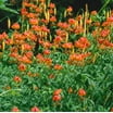 25 Hesperaloe Parviflora Red Yucca Seeds - Hummingbird, Coral, & Texas ...