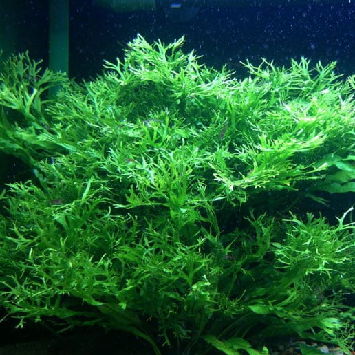 Java Fern Windelov Live Aquarium Plants BUY 2 GET 1 FREE - Walmart.com