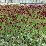 Bareroot Sanguisorba Little Angel Variegated Burnet Live Perennial ...