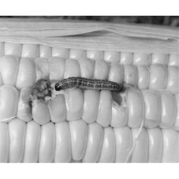 Posterazzi SAL9901758 Close-Up of a Corn Earworm on Corn Heliothis Zea ...