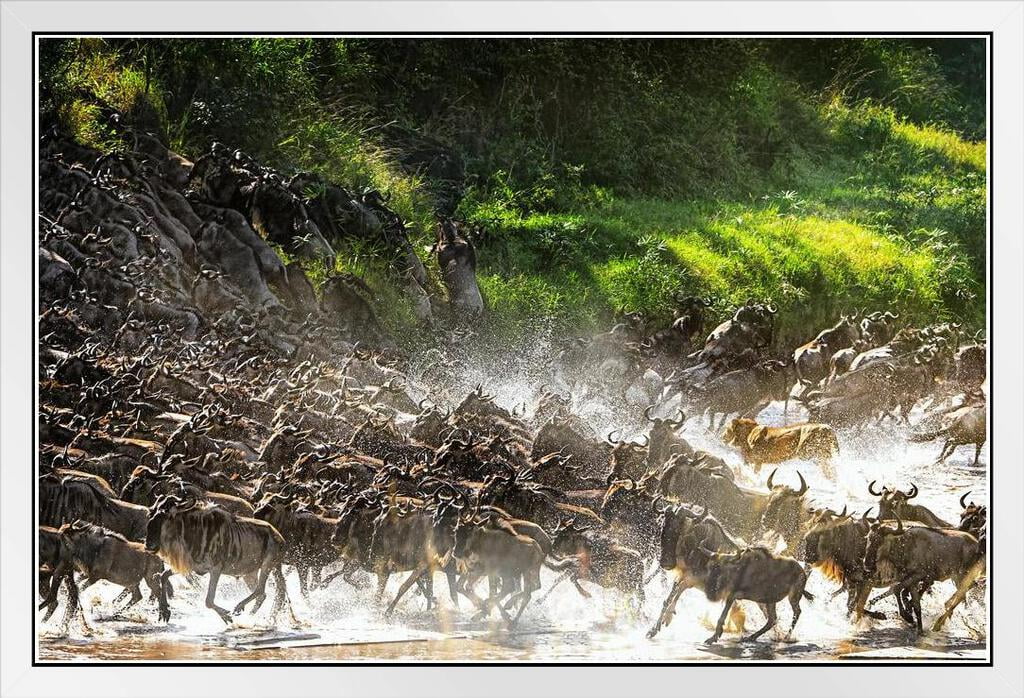 Lion Causes Commotion Among the Wildebeest Lion Posters For Wall Lion ...