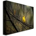 Trademark Fine Art Golden Finch Canvas Wall Art 18x24 Giclee - Walmart.com