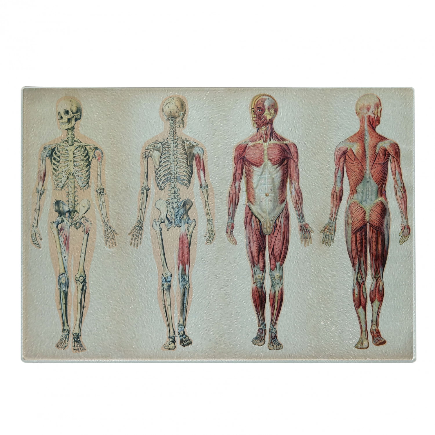 Human Anatomy Cutting Board, Vintage Chart of Body Front Back Skeleton ...