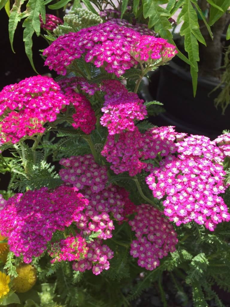 New Vintage™ Violet Yarrow - Achillea - Sun Lover - Gallon Pot ...