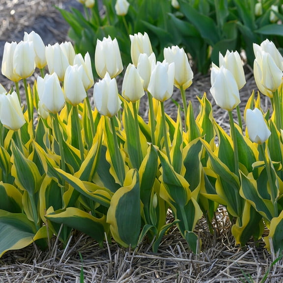 75 Mixed Tulip Flower Bulbs – Bulk Pack of Colorful Tulips for Spring ...