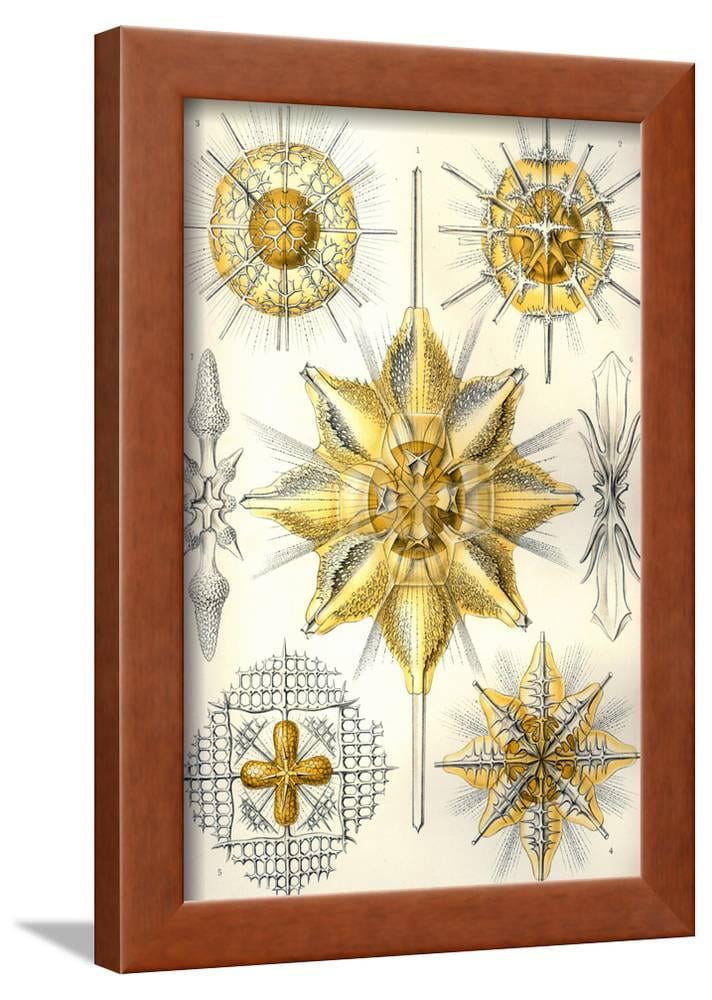 Acanthometra, Framed Art Print Wall Art by Ernst Haeckel Sold by Art ...