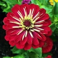 TomorrowSeeds - Meteor Burgundy Zinnia Seeds - 300+ Count - For 2025 ...
