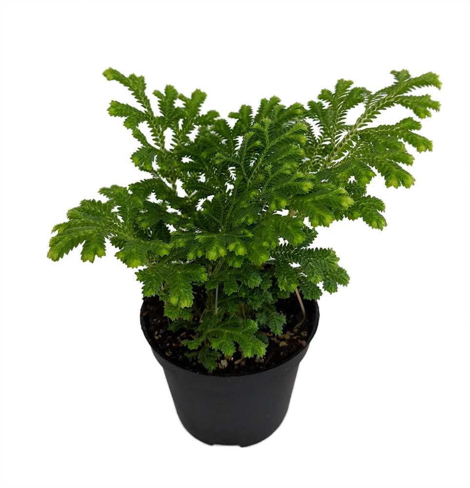 Frosty Fern - Selaginella - Easy to Grow - 2.5" Pot - Walmart.com