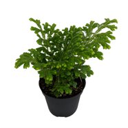 Spring Carpet Mount Atlas Daisy - Anacyclus depressus - 4" Pot ...