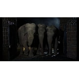 Wild Beasts (Blu-ray) - Walmart.com