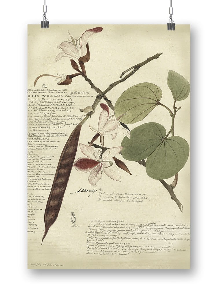Hinia Vareigata Poster - A. Descubes Designs, - Walmart.com