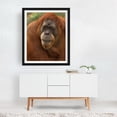 Orangutan - Photography Wildlife Animal Nature Portrait Jungle Woods ...