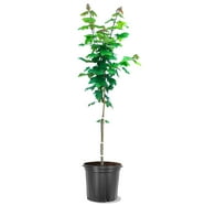 Simpson Nurseries 18" Austin Rabbiteye Blueberry Live Plant with Pot ...