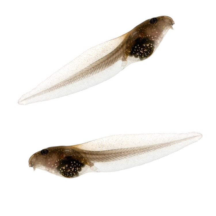 Tadpole Frog