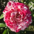 Heirloom Roses Rose Bush - Neil Diamond Hybrid Tea , Live Rose Plant ...