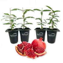 Salavatski Pomegranate Tree - 4 Live Starter Plants - Edible Fruit ...