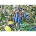 7 BLUE SAUSAGE FRUIT Edible & Ornamental Decaisnea Fargesii Tree Shrub ...