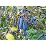 7 BLUE SAUSAGE FRUIT Edible & Ornamental Decaisnea Fargesii Tree Shrub ...