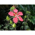 Seedville 10 Red Texas Star Hibiscus Flower Seeds, Huge Red Flowers ...