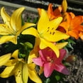Lilium Mixed Lily Flower Bulbs for Cut Planting - Pack of 10 - Oohs and ...
