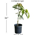 Malika Dwarf Cold Hardy MANGO TREE GRAFTED (2-4 Feet Tall) - Walmart.com