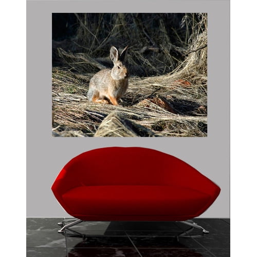 Wallhogs Batie's Cottontail Glossy Poster - Walmart.com