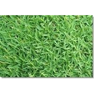 SeedRanch Creeping Red Fescue Grass Seed - 50 Lbs. - Walmart.com