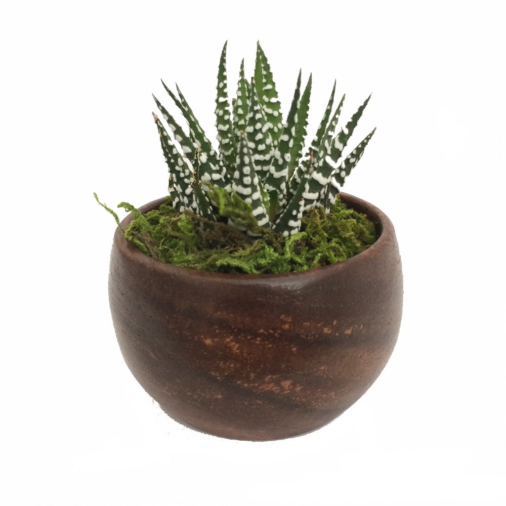 Copenhagen Acacia Wood Round Planter with Live Plant - 3" x 4" - Live ...