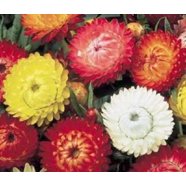 50 GLOBE AMARANTH MIX Gomphrena Globosa Mixed Colors Amaranthus Flower ...