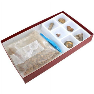 Dinosaur Skeleton Fossil Excavation Kit (Pack of 12) Variety of ...