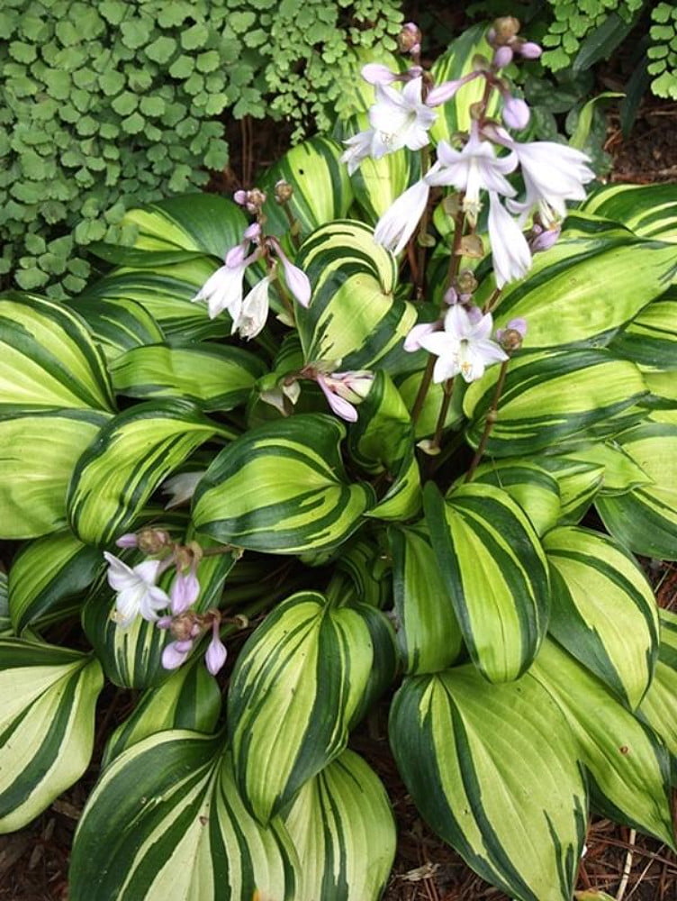 Rainbow's End Hosta - 4" Pot - Incredibly Variegated, Shiny Foliage ...