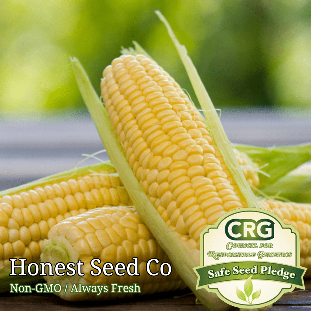 Kandy Korn Sweet Corn Seeds | Non-GMO | UNTREATED | Fresh Garden Seeds ...