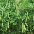 Burpee Snowbird Pea Seeds - Non-GMO, Snowpea, Easy to Grow, Vegetable ...