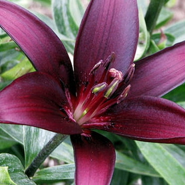 Red Hot Orienpet Lily Flower Bulbs - 3 Lilies Per Pack - Fragrant - Attracts Butterflies and ...