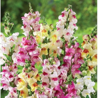 Snapdragon Seeds - Orange Wonder - Packet - Orange Flower Seeds ...