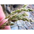 500 MUTTONGRASS Poa Fendleriana Eragrostis Mutton Grass Bluegrass ...
