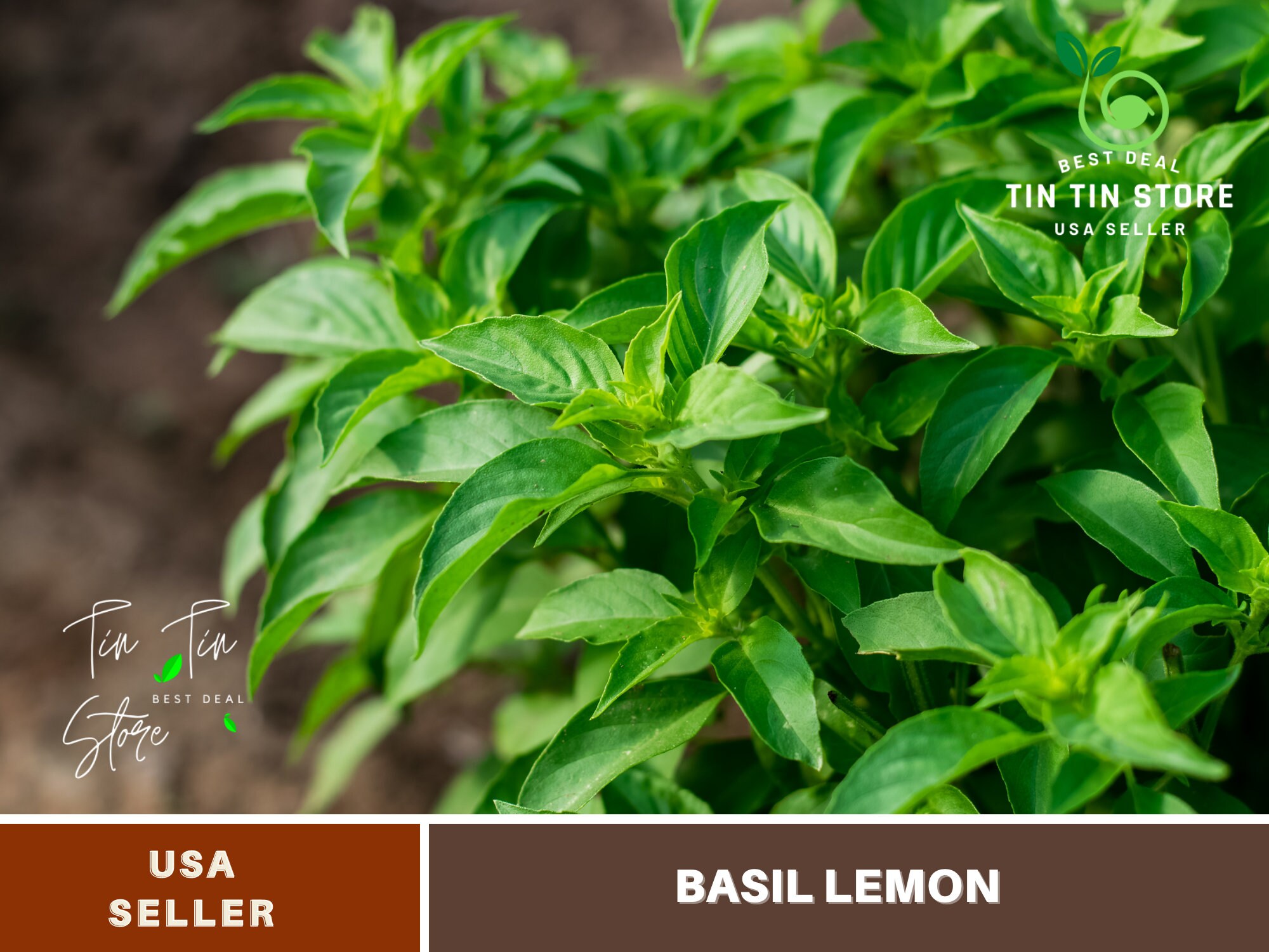 110 SEEDS~ Basil lemon seeds, Thai Basil Seeds - Authentic Seeds ...