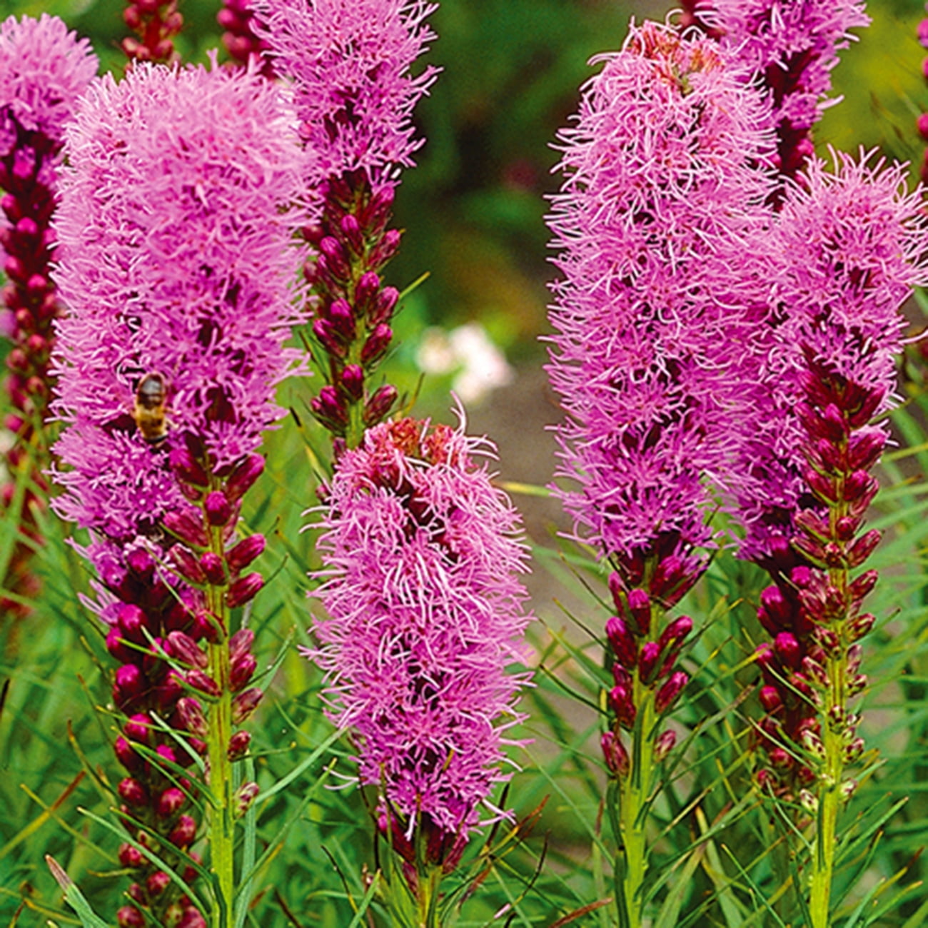 Liatris Spicata