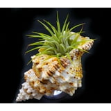 Beautiful Bursa Shell Airplant Kit (Tillandsia) 4-5" Coastal Beach ...