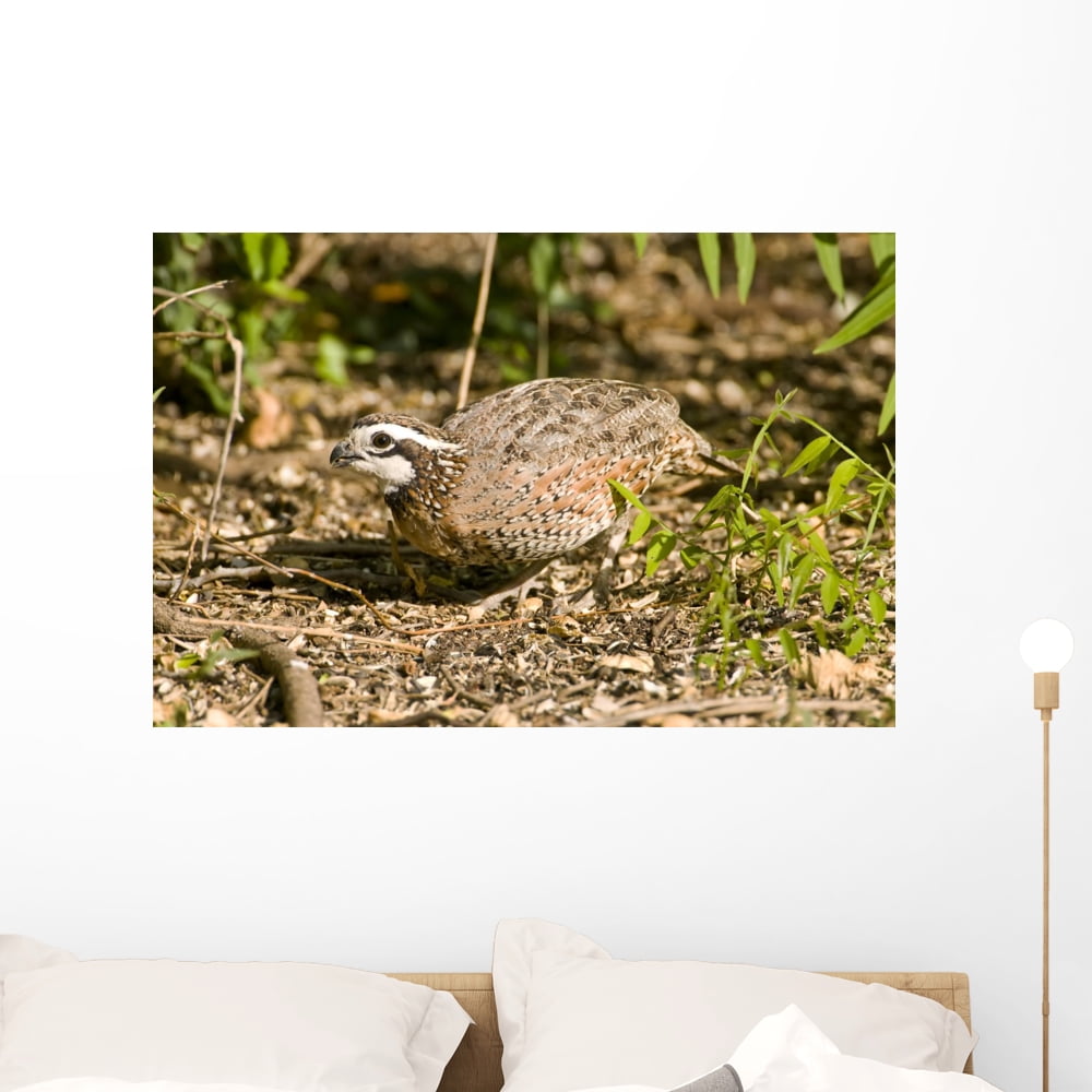 Northern Bobwhite Quail Feeding Wall Mural Decal Sticker, Wallmonkeys ...