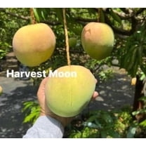 Tommy atkins Grafted Mango Tree. 3 Gallon pot. Ship to all states ...